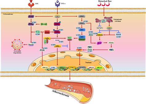 Participation Of Sumoylation In Molecular Signalling Pathways Involved