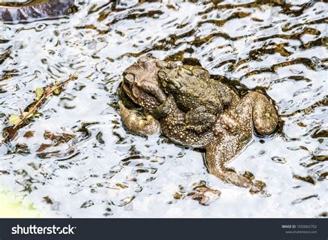 Asian Common Toad Duttaphrynus Melanostictus Mating库存照片 Shutterstock