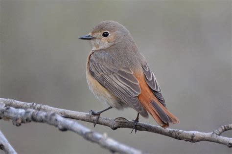 Маленькая серая птичка с оранжевым хвостом 35 фото красивые фото и картинки Pofoto Club
