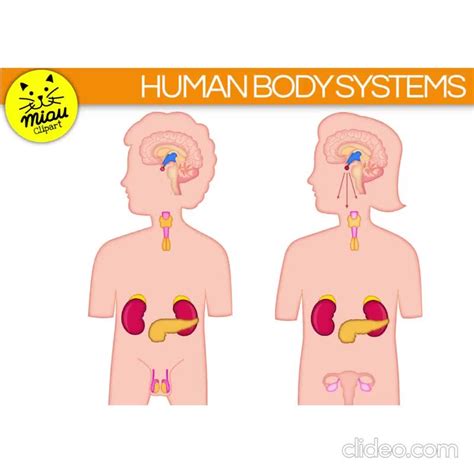 Endocrine System Clipart