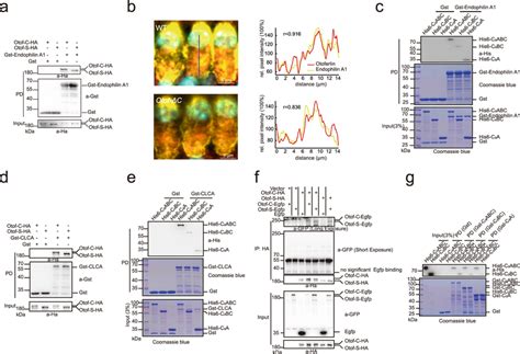 Protein Interaction Ability Is Decreased Of The Otoferlin Short