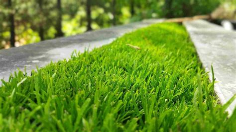 St Augustine Grass Lawn Care How To Grow And Maintain A Vibrant Lawn