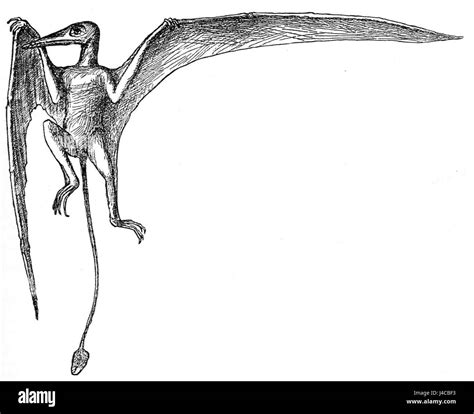 A Reconstruction Of Ramphorhynchus A Genus Of Pterosaurs By Zittel In