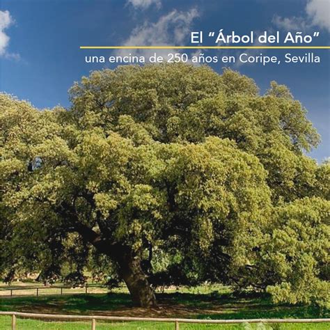 El Árbol Del Año Una Encina De 250 Años En Coripe Sevilla