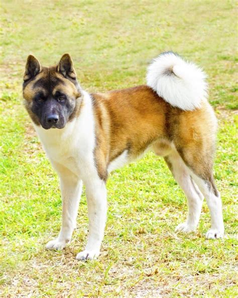 26 Akita Colors And Markings With Pictures