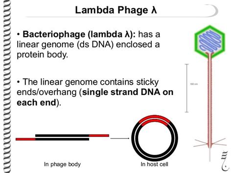 281 Lec21 Phagerepressor
