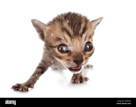 Achondroplasia Dwarfism In Cats Xweox