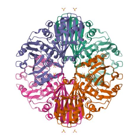 Rcsb Pdb 9fod Glyceraldehyde 3 Phosphate Dehydrogenase A Gapdha