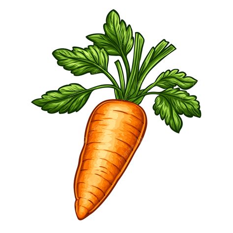 Hand Drawn Carrot Clipart Fresh Vegetable Illustration For Projects