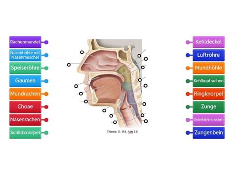 Rachen Deutsch Labelled Diagram