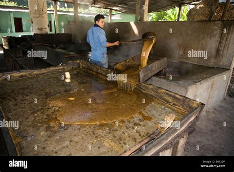 Sugar Cane A Worker Transfering The Sugar Molasses Into A Stone Basin