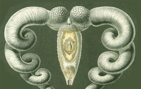 Parasite Of The Day June 11 Bucephalus Polymorphus