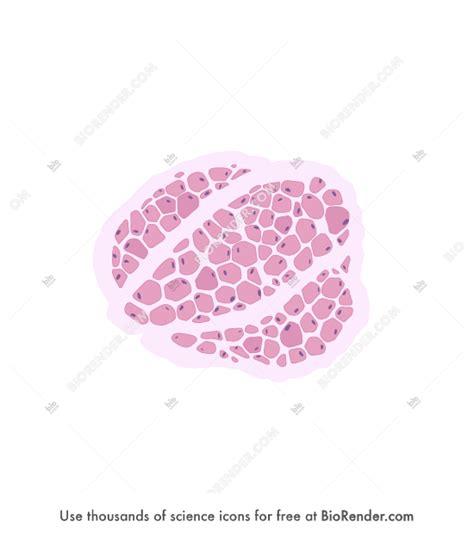 Free Muscle Cross Section Sarcopenic Icons Symbols And Images Biorender