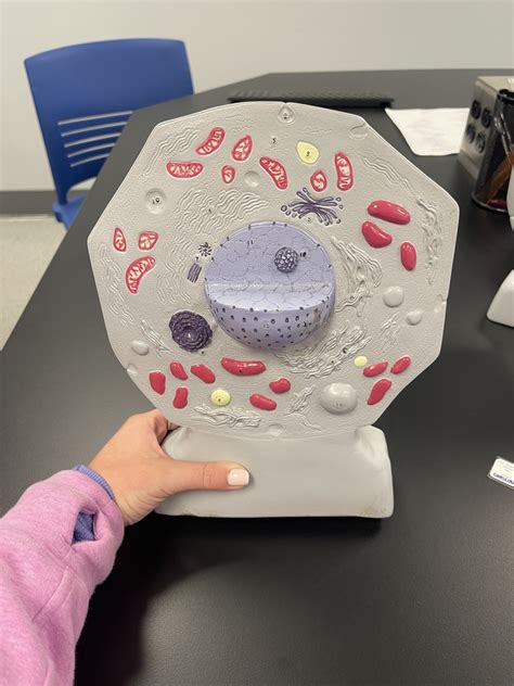Real Cell Labeling Diagram Quizlet