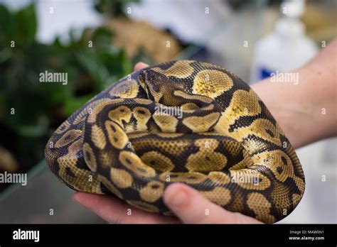 An Adult Ball Python Held In A Woman S Hands Stock Photo Alamy