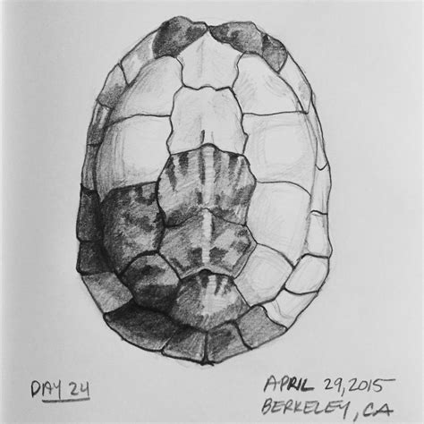 Conch Shell Drawing At Explore Collection Of Conch Shell Drawing