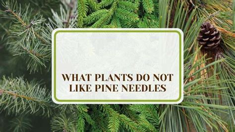 What Plants Do Not Like Pine Needles 5 Fussy Plants Plant America