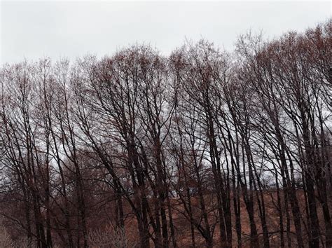 Premium Photo Bending Naked Trees Affected By Wind Backdrop