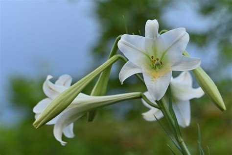 高砂百合 By Yuka4 （id：8948087） 写真共有サイトphotohito