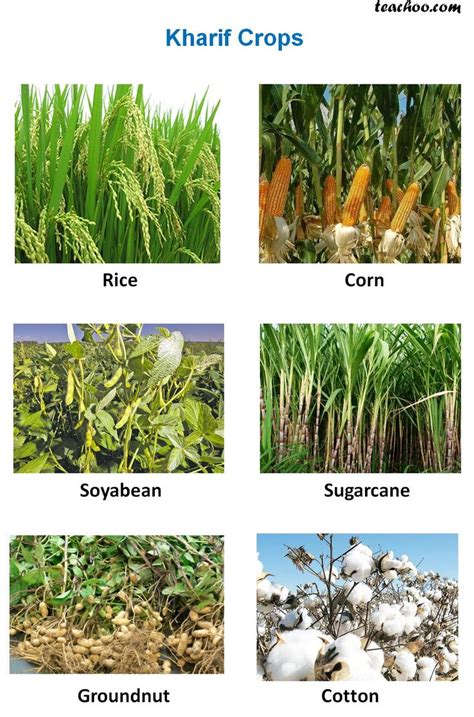 Cash Crops Examples With Names