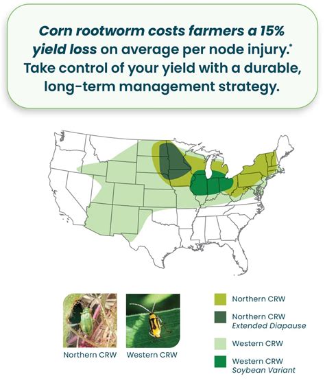 A Strategic Approach To Corn Rootworm Management Syngenta Corn Traits