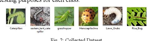 Figure 1 From A Convolutional Neural Network Approach To Recognize The Insect A Perspective In