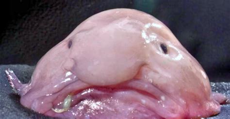De Animal Mais Feio Do Mundo Para ‘peixe Do Ano Saiba Como é O Peixe