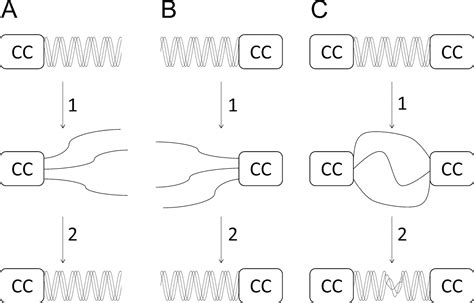 Designed Coiled Coils Promote Folding Of A Recombinant Bacterial Collagen Journal Of