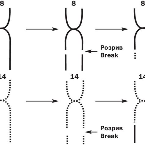 Schematic Representation Of Reciprocal Translocations Involving