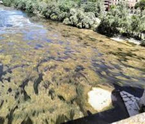 Macroalgae Commercialization Successful Pilot Study Sets The Stage