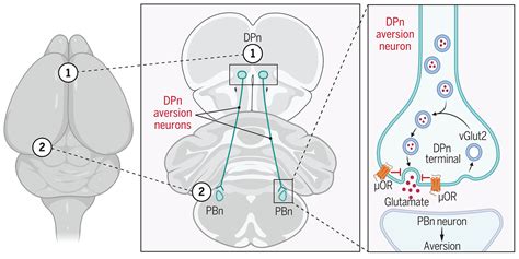 A Master Regulator Of Opioid Reward In The Ventral Prefrontal Cortex Science