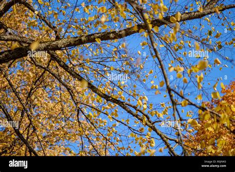 Colored Tree Leaves Lush Pattern In Forest With Branches And Sunlight In Early Autumn Nature At