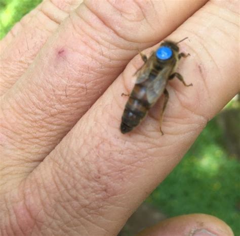 Voľne Párená Včelia Matka Carnica Fatra Objednávky 2026