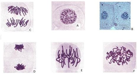 Mitosis Phases Under Microscope