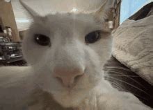 Funny Stare S Tenor