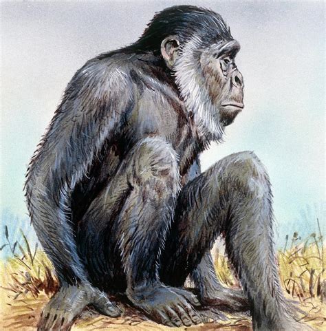 Sivapithecus Photograph By Science Photo Library Pixels Merch