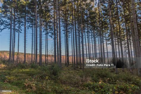 그들의 매우 긴 줄기 작은 나무와 푸른 잔디와 나무의 이미지 0명에 대한 스톡 사진 및 기타 이미지 0명 갈색 겨울 Istock