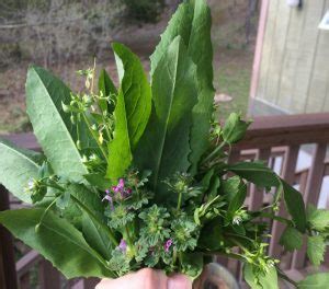 4 Things Im Doing With Springs Foraged Fare Hobby Farms