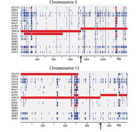 Predicted Duplications And Deletions Across Dothistroma Septosporum Download Scientific Diagram