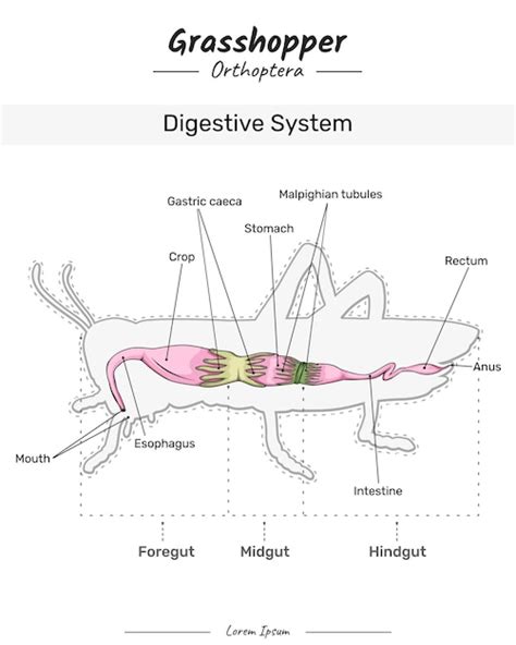 Grasshopper Digestive System Diagram