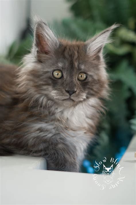 Black Smoke Maine Coons Slowblink