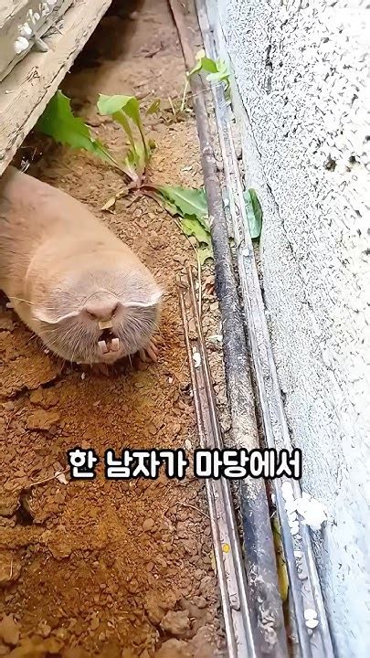 한 남자가 마당에서 두더지를 발견 한 후 Youtube