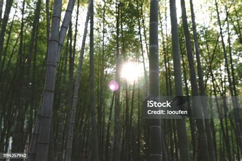 대나무 숲과 녹색 초원 잔디 흐림 스타일에 자연 채광 대나무 녹색 잎과 대나무 나무와 보케 자연 숲 흐린 녹지 배경에 나뭇잎의 자연 패턴보기 0명에 대한 스톡 사진 및 기타