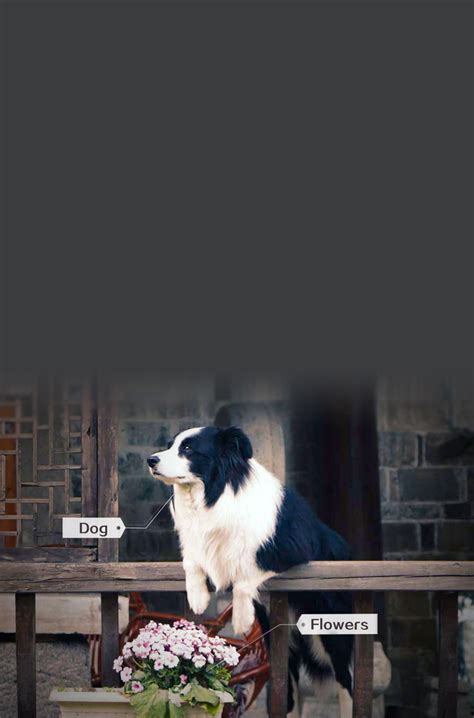 图片分类标签 图片识别 华为开发者联盟