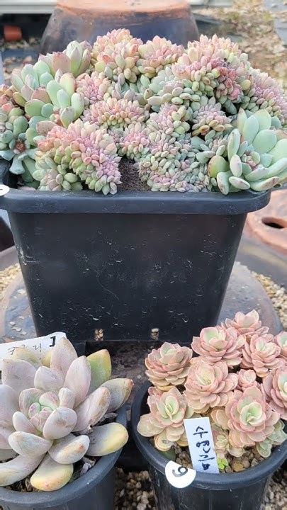 이쁜 다육이들 구매해 주셔서 감사해요 이쁘게 키우세요 Youtube