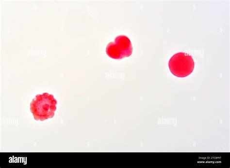 Sea Urchin Morula And Blastula Light Microscope X150 At 10 Cm Wide