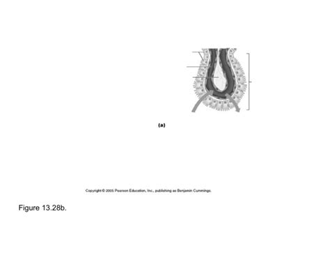 Csf Formation By Choroid Plexuses Quiz