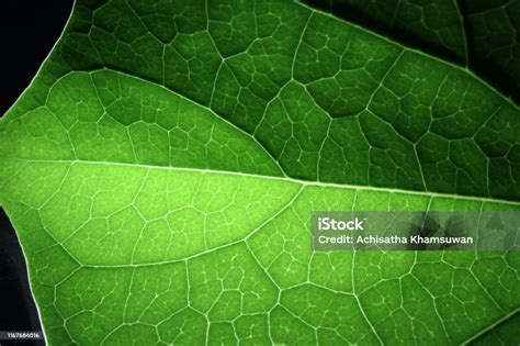 Closeup Of Portion Of Green Netted Veins Leaf Reticulate Venation Of