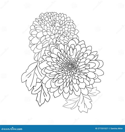 Realistic Dahlia Flower Template Cartoon Peony Vector Illustration In Black And White