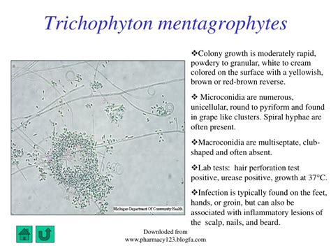 Ppt Identification Of Common Dermatophytes Powerpoint Presentation